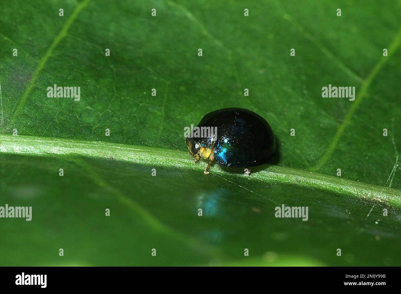 Steel Blue Ladybug Facts at Elizabeth Woolsey blog