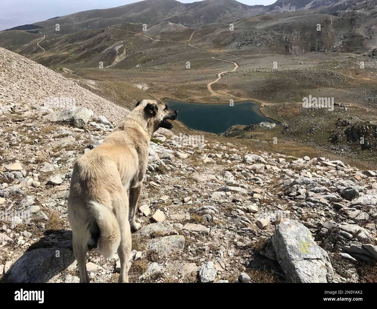 Wild dog watching mountain lake at Uludag National Park in Bursa ...