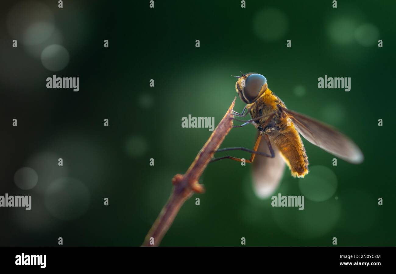 Hover fly on die branch and bokeh nature background, Close up photo of ...