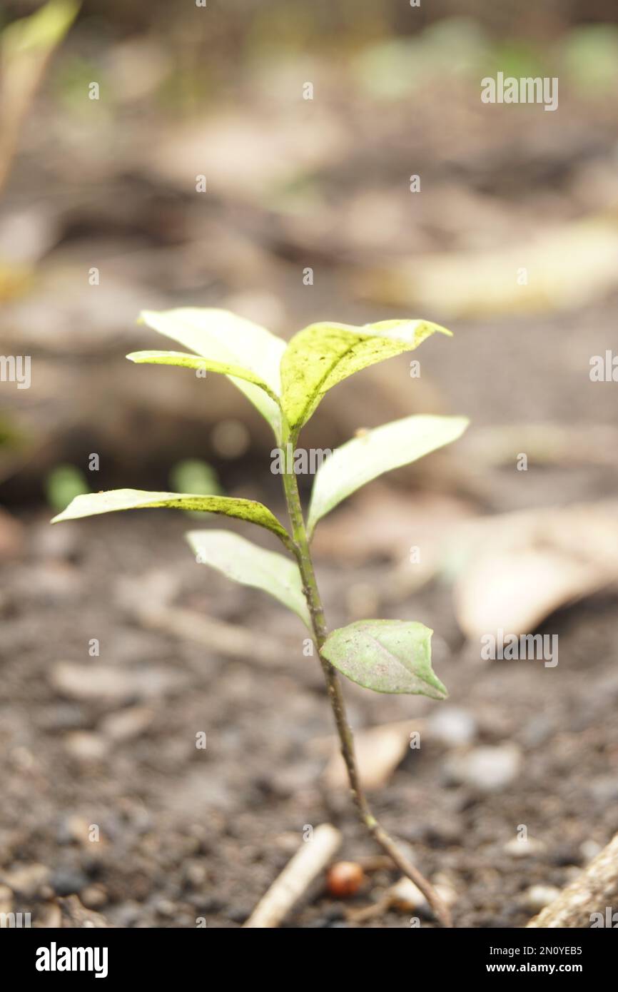 a small seed that starts to grow Stock Photo - Alamy