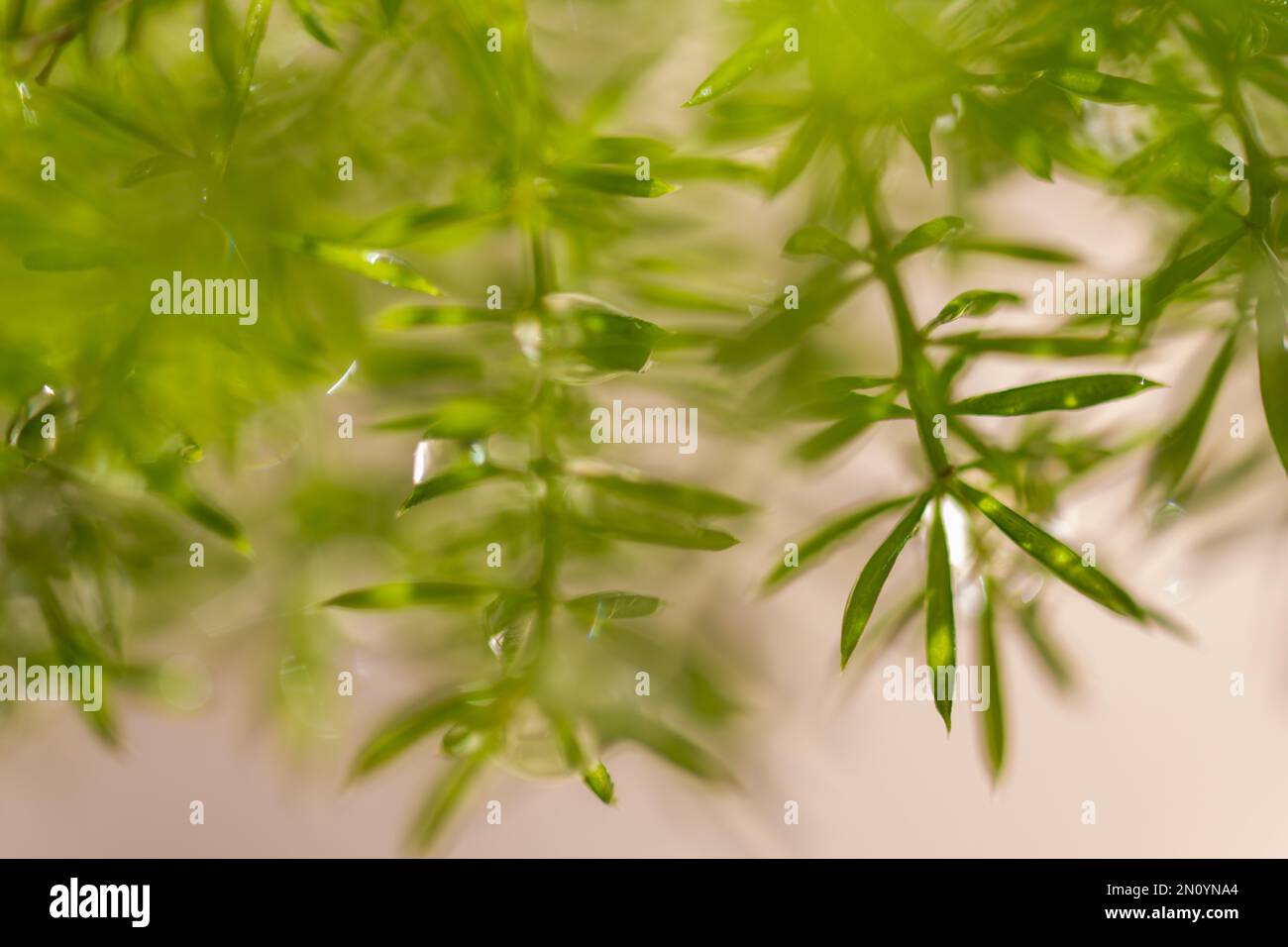 Natures plant leaves create dancing poetry of greens and yellows ...