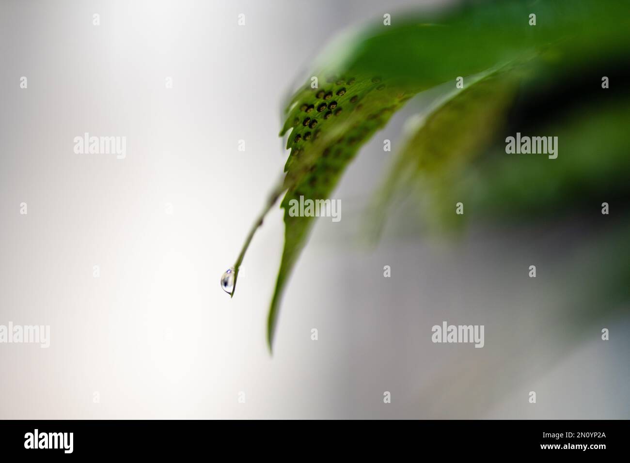 mosture laden air runs down the leaves to their very tip where it ...