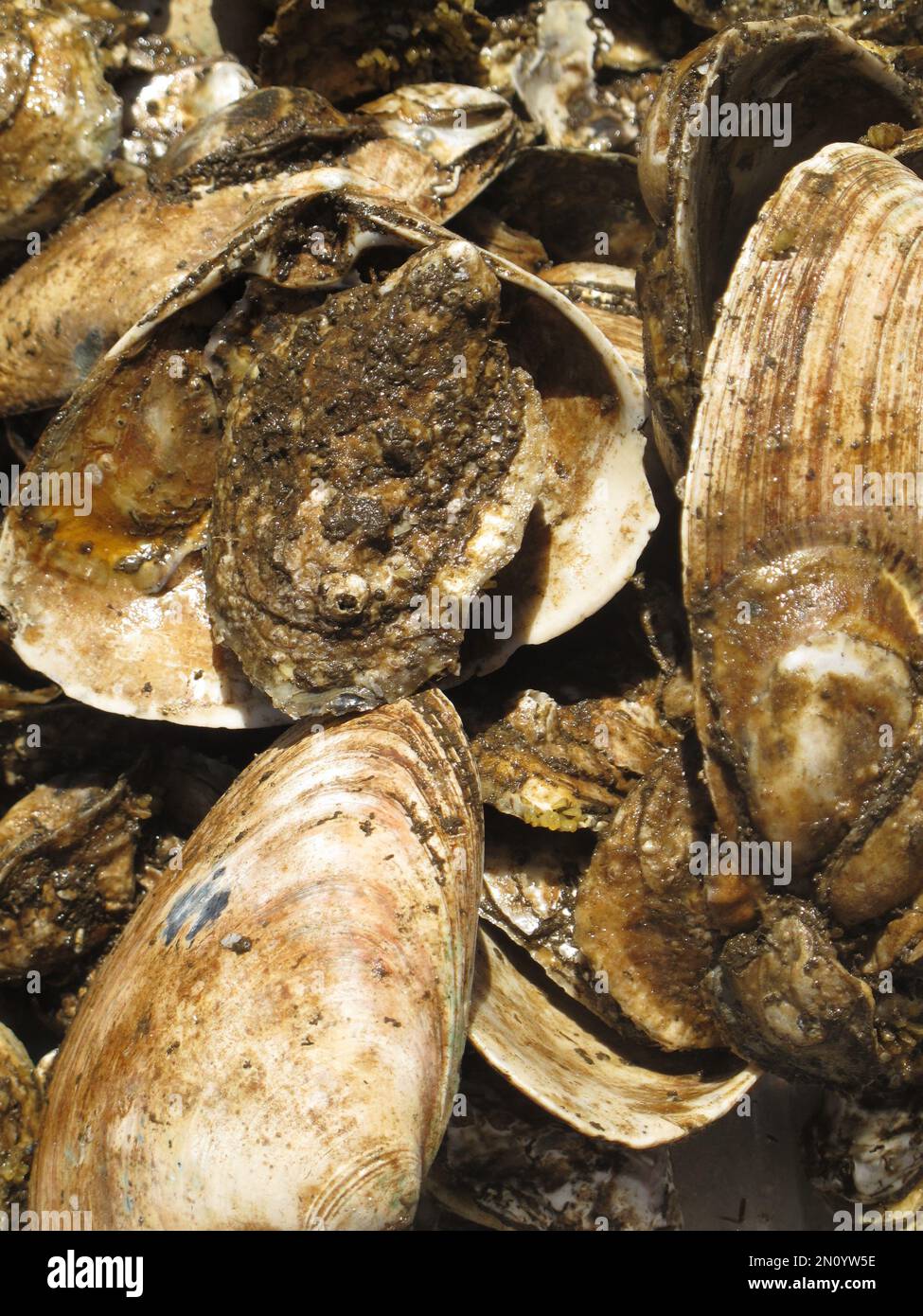 This June 27, 2012 photo shows young oysters growing attached to clam ...