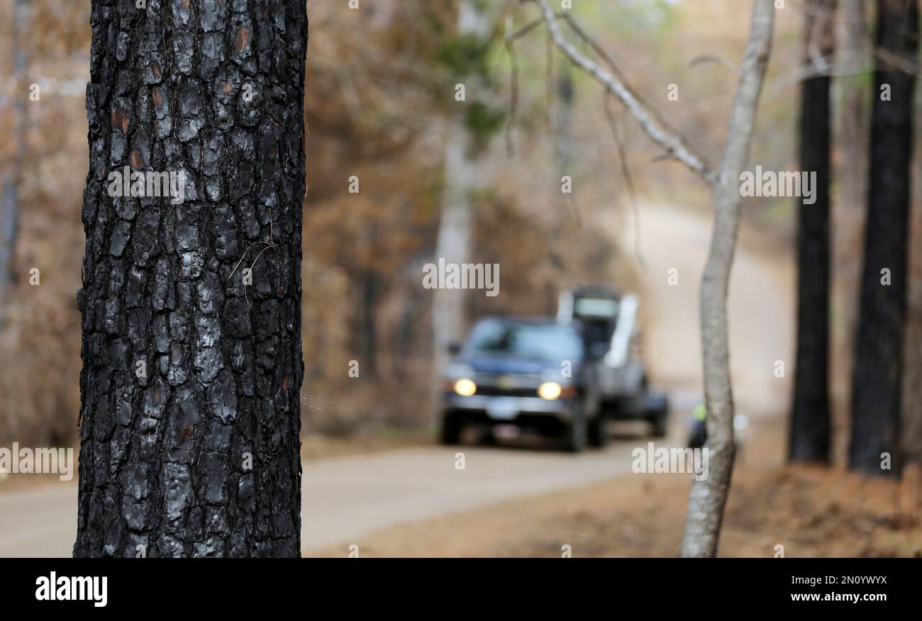 In this Friday, Nov. 13, 2015 photo, a vehicle passes trees charred by ...