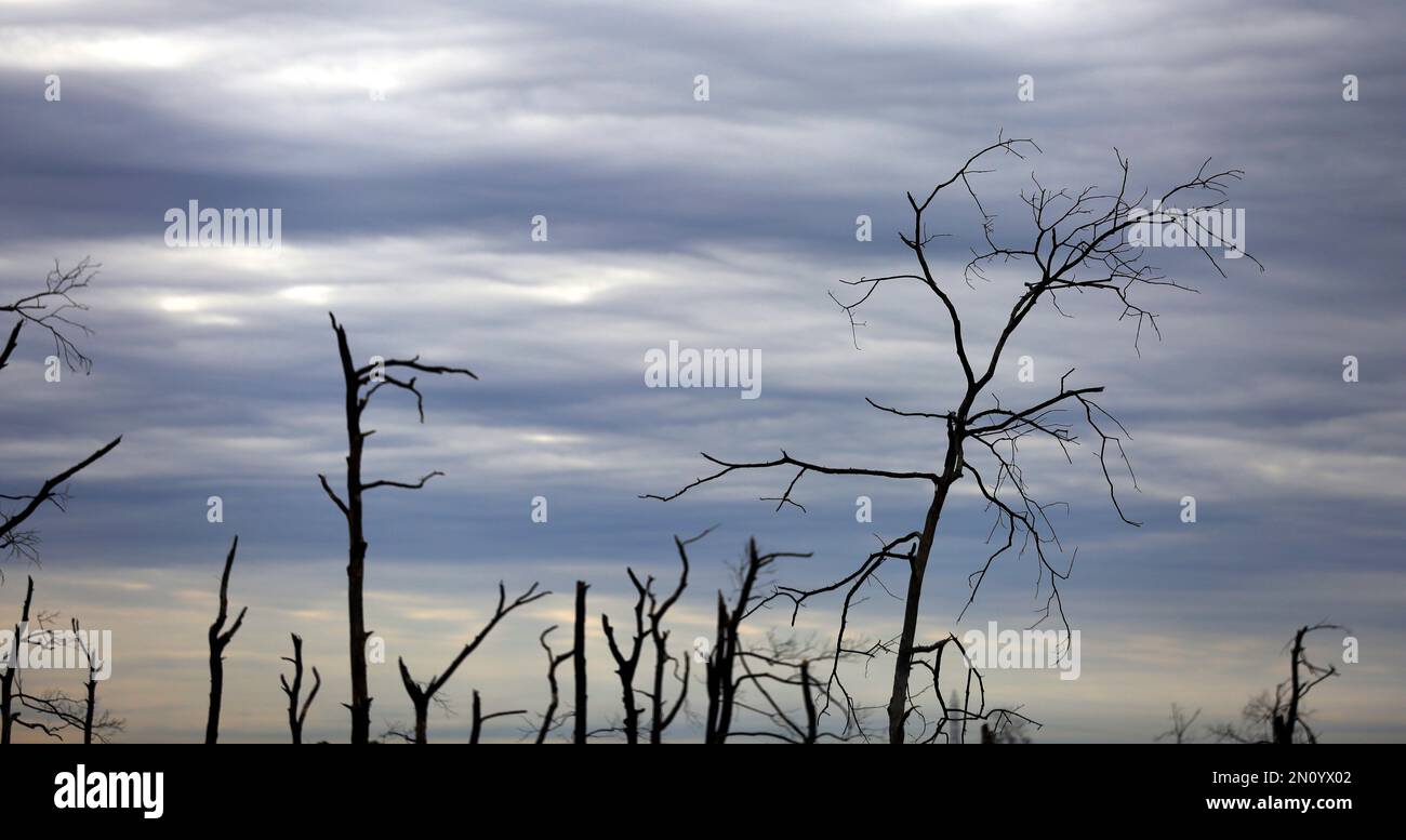 In this Friday, Nov. 13, 2015 photo, the sun rises behind trees killed ...