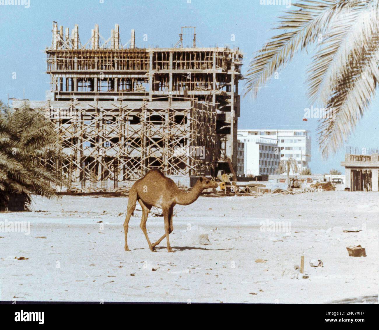 A camel walks between new construction sites for high-rise buildings in ...