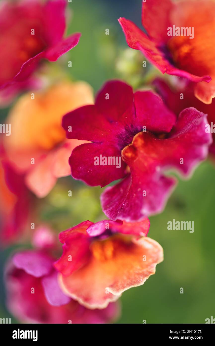 kalideascope of natures best reds, orange, green and yellow all in one ...