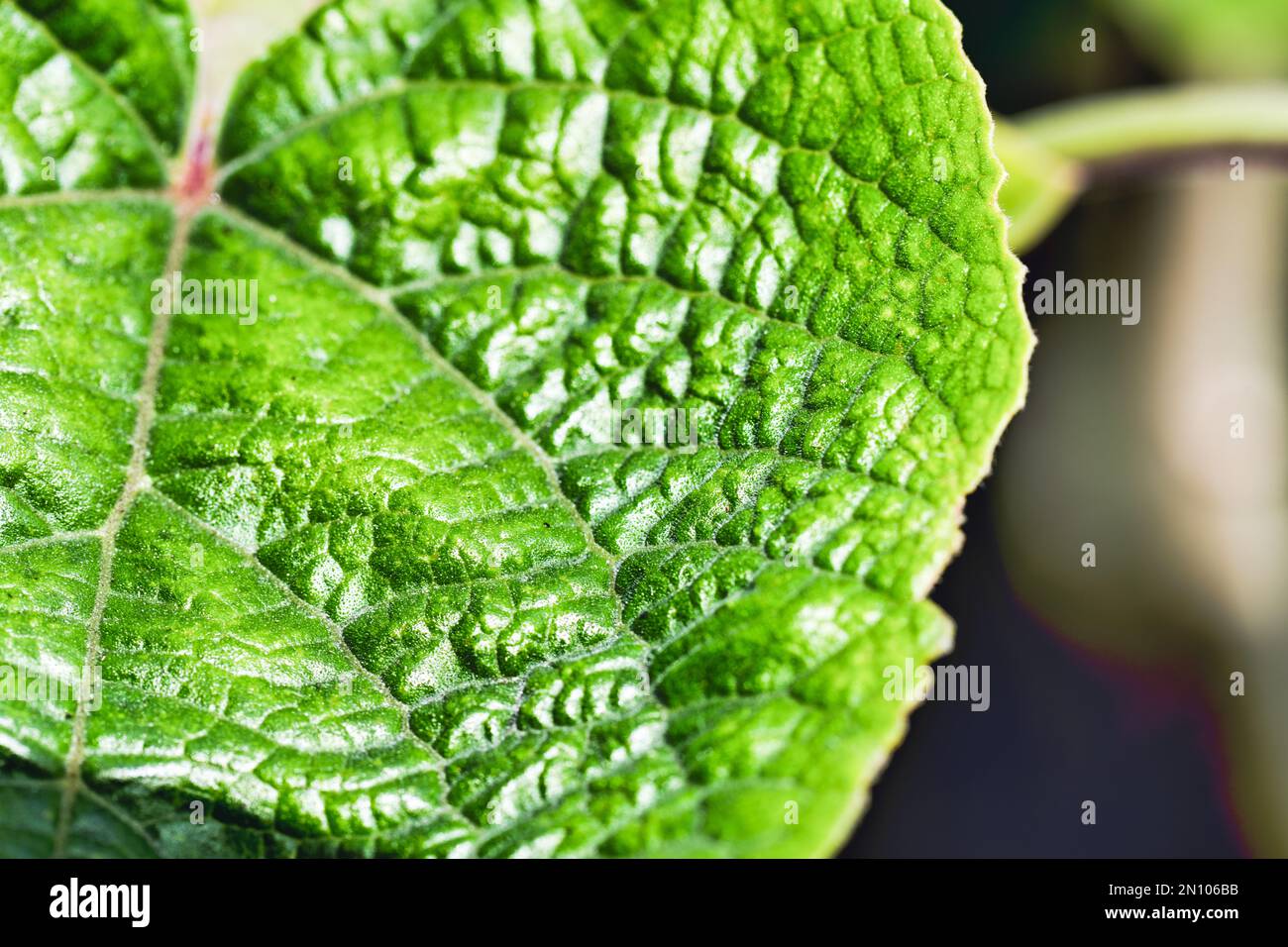 Green leaf shows its age as it basks in the sun in the topics, wrinkled ...