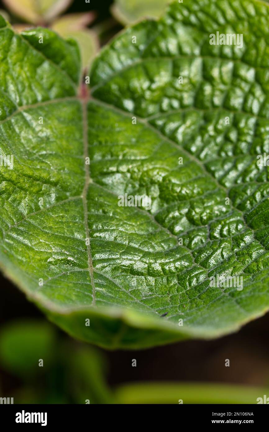 Structure of the back of a leaf hi-res stock photography and images - Alamy