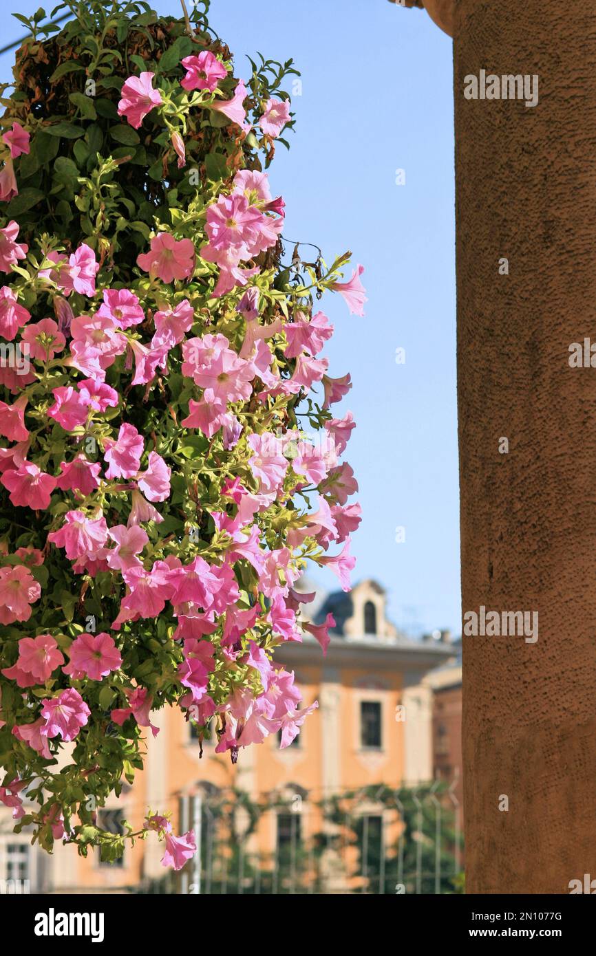 Beautiful hanging flowers hi-res stock photography and images - Alamy