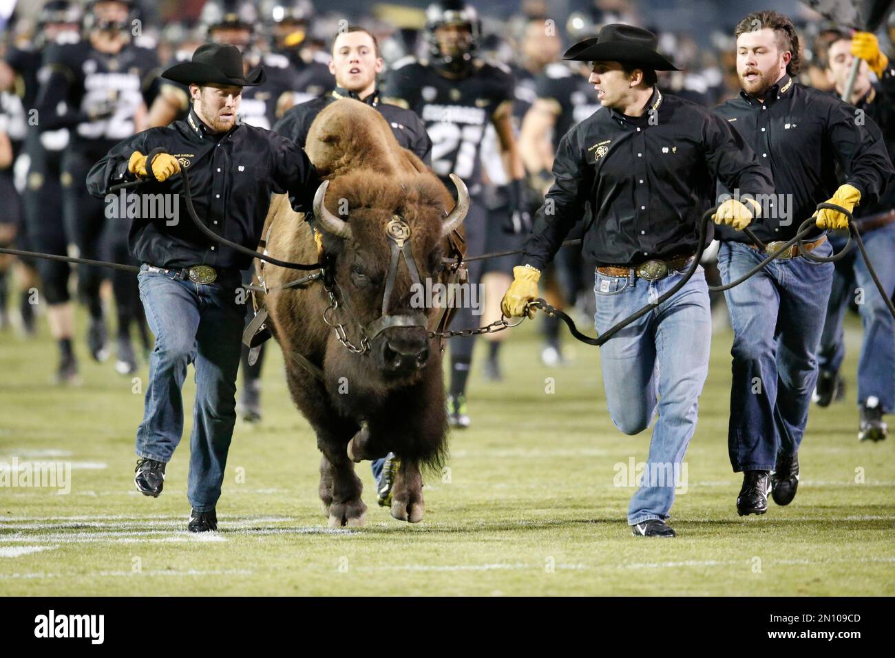 Handlers guide Colorado Buffaloes mascot Ralphie before facing Southern ...