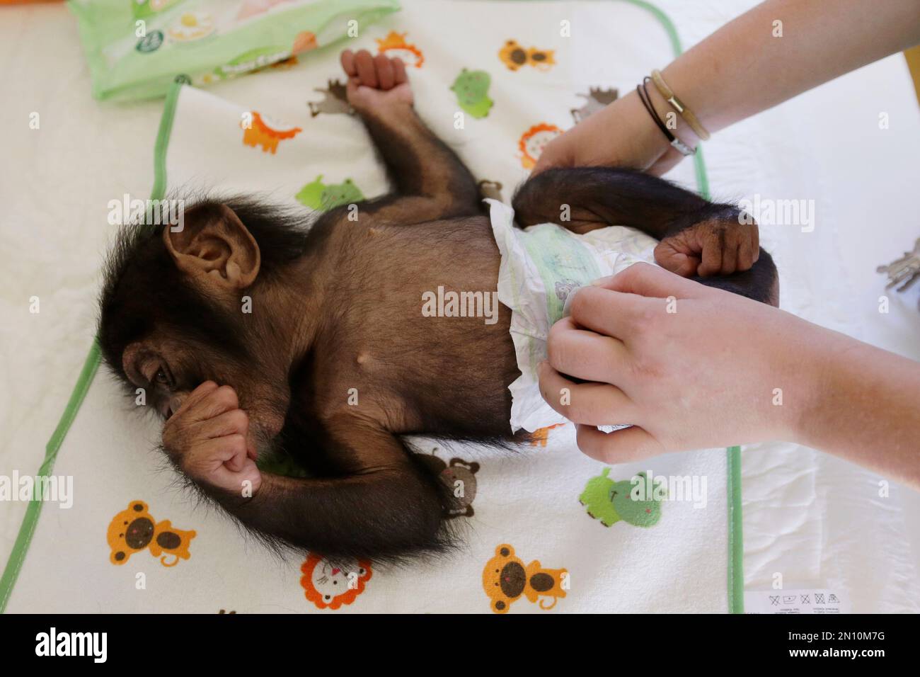 Baby chimpanzee Jason lies as his diaper is changed by zookeeper Alicia ...