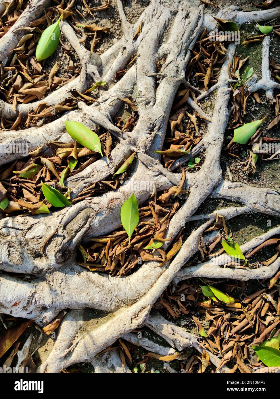 Background of brown exotic tree roots and green grass, top view ...