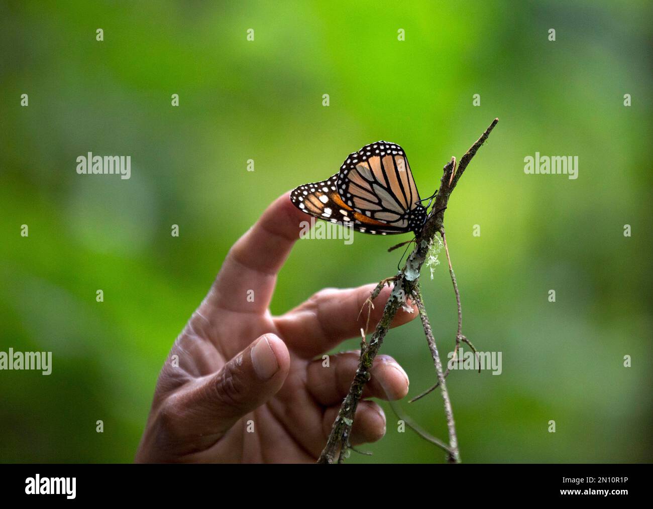 A guide gently touches a damaged and dying butterfly at the monarch ...