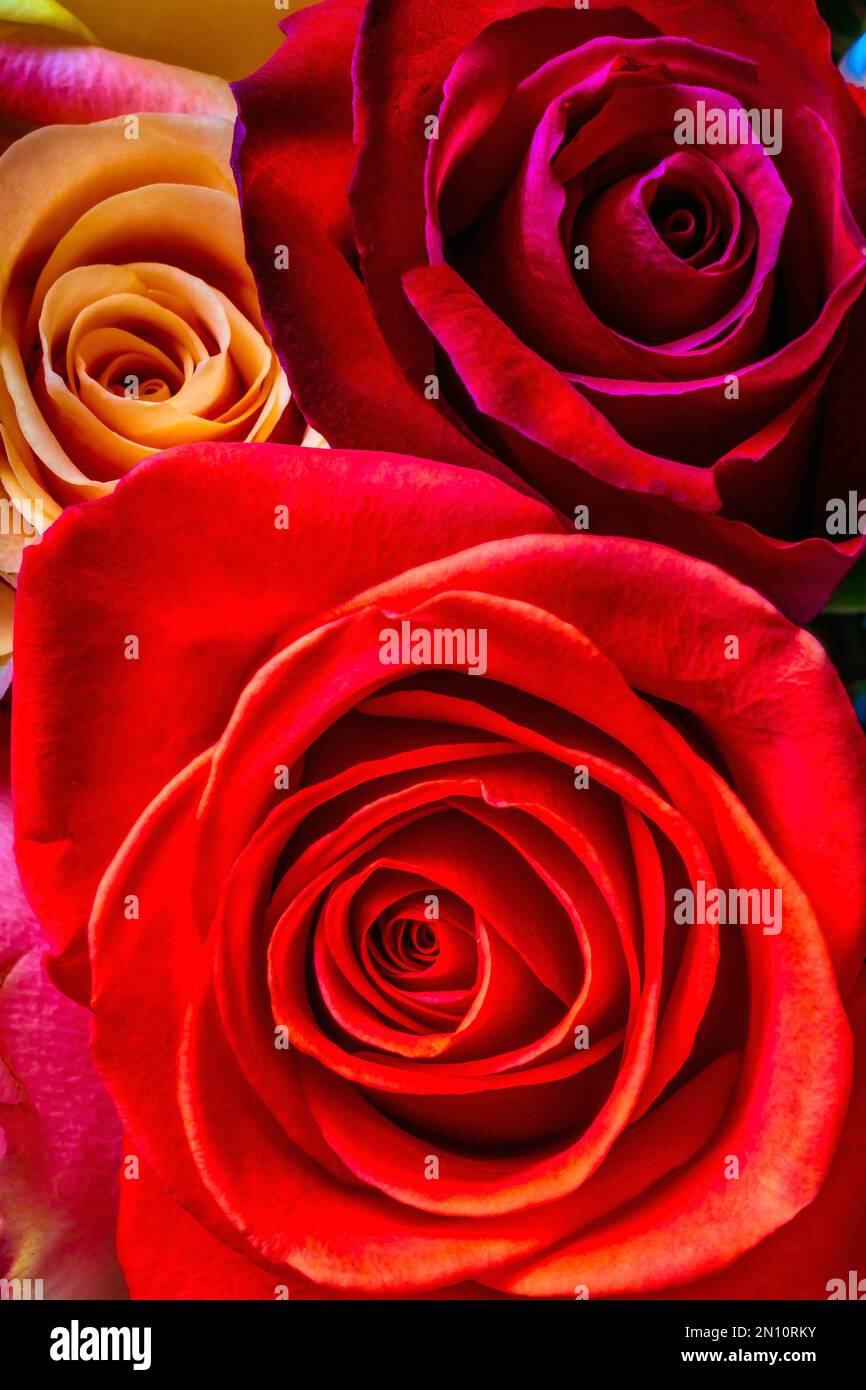 Horizontal photo three beauty hi-res stock photography and images - Alamy