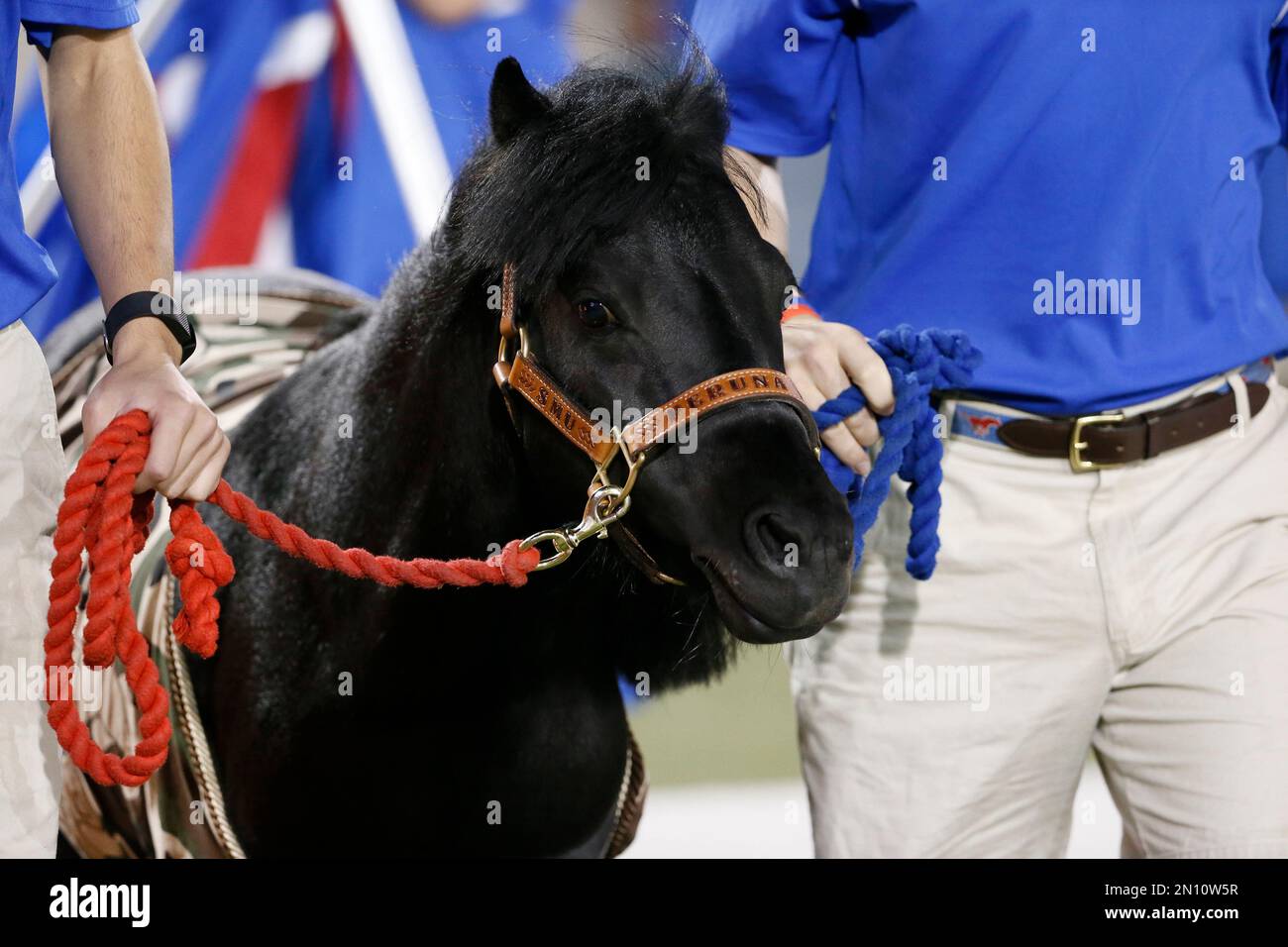 SMU spirit members walk the school mascot, Peruna, around the edge of ...