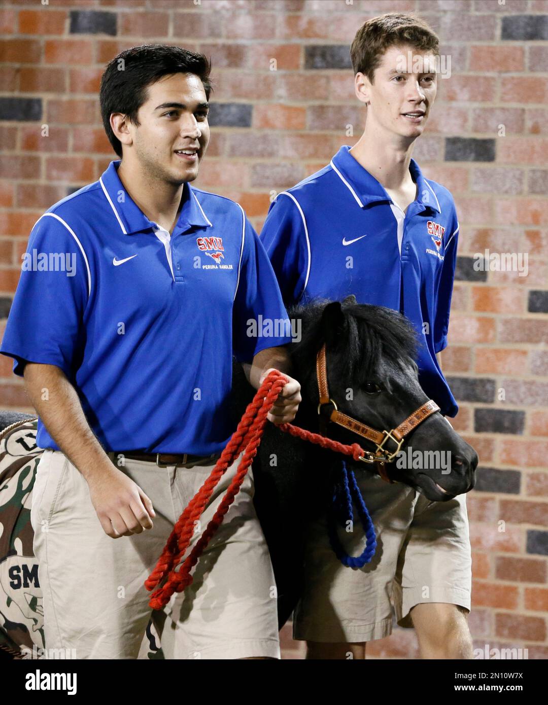 SMU spirit members walk the school mascot, Peruna, around the edge of ...