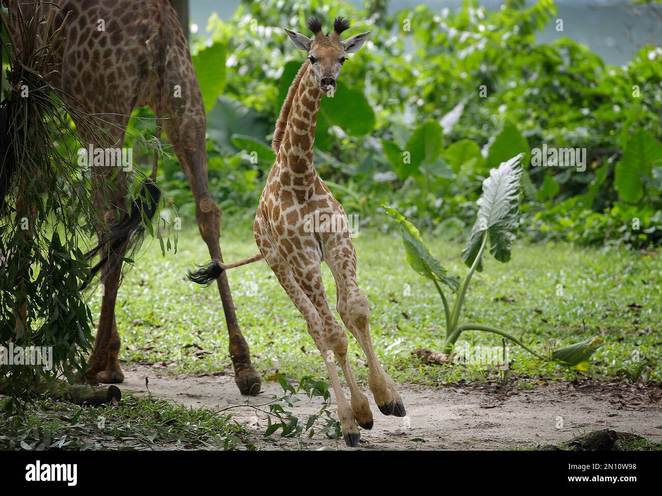 A giraffe calf born on Aug. 31, 2015, gallops through its enclosure at ...