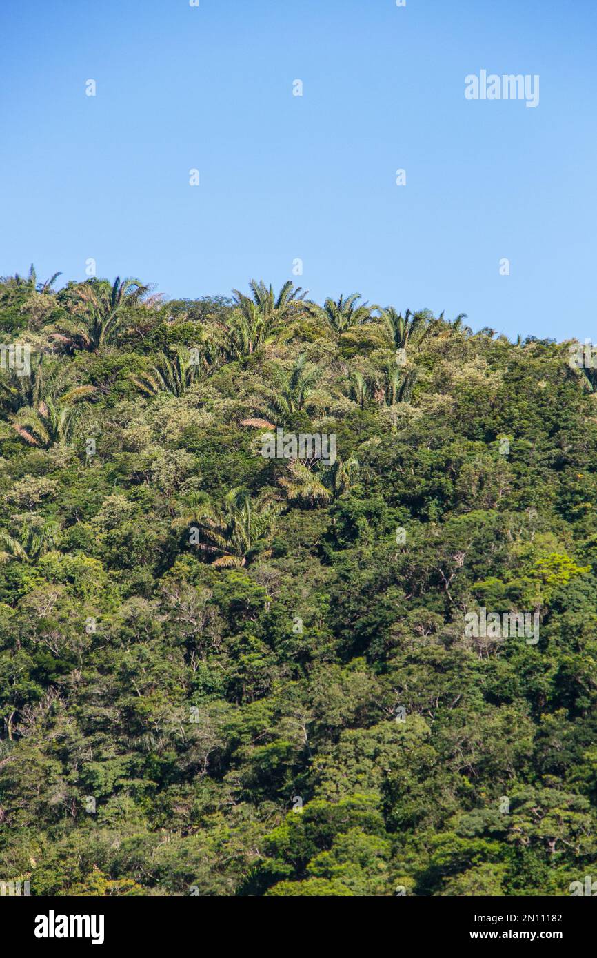details of a part of the Atlantic Forest in the city of Rio de Janeiro ...