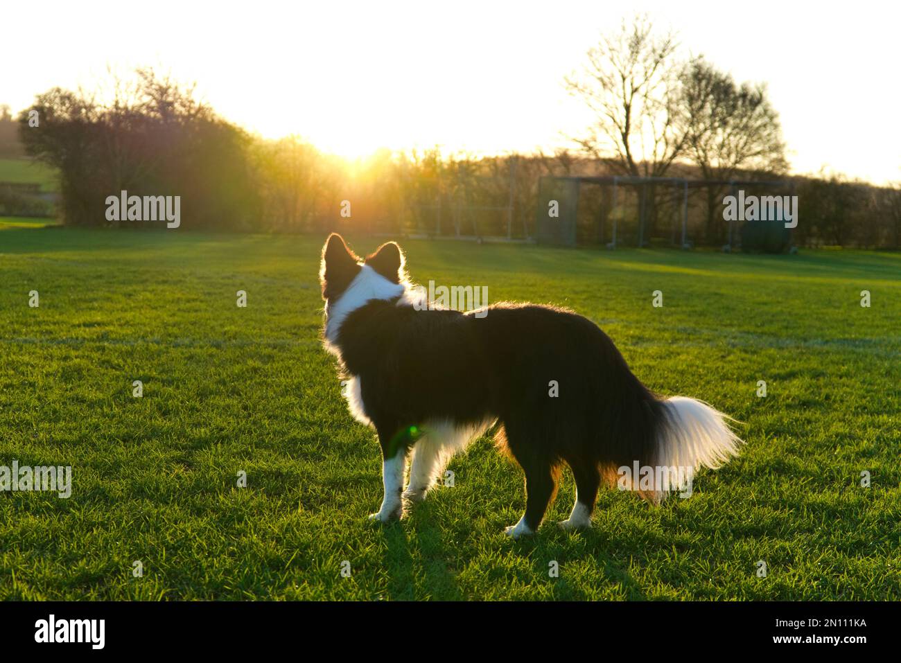 Border Collie dog standing and gazing/looking into the sunset Stock ...