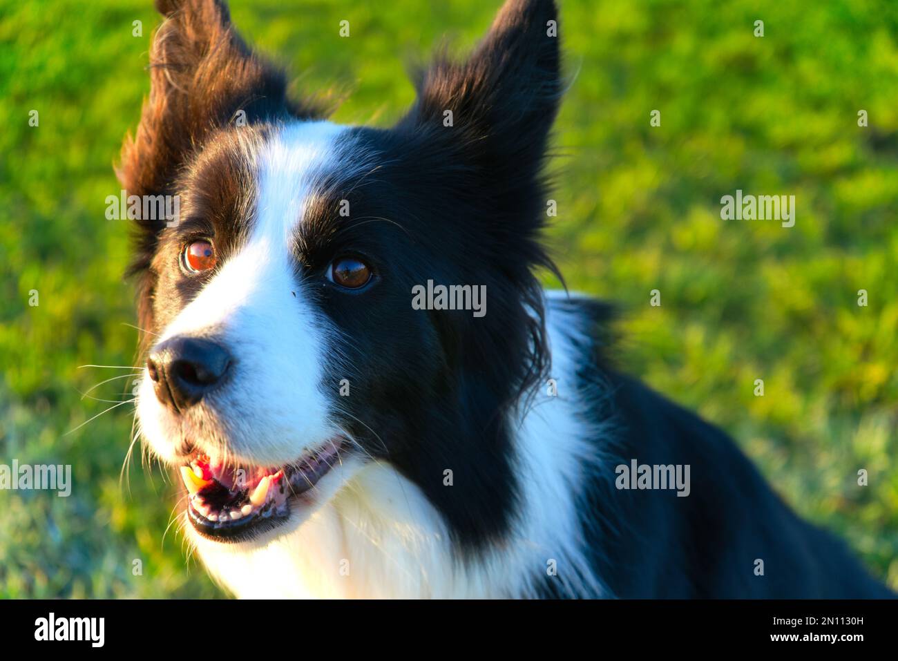 Side profile of Border Collie dog looking to the left during golden ...