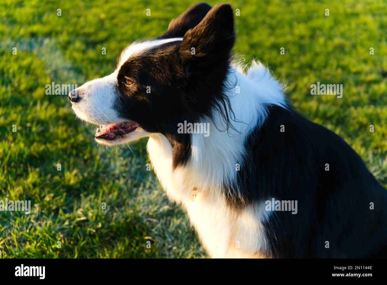 Side profile of Border Collie dog looking to the left during golden ...