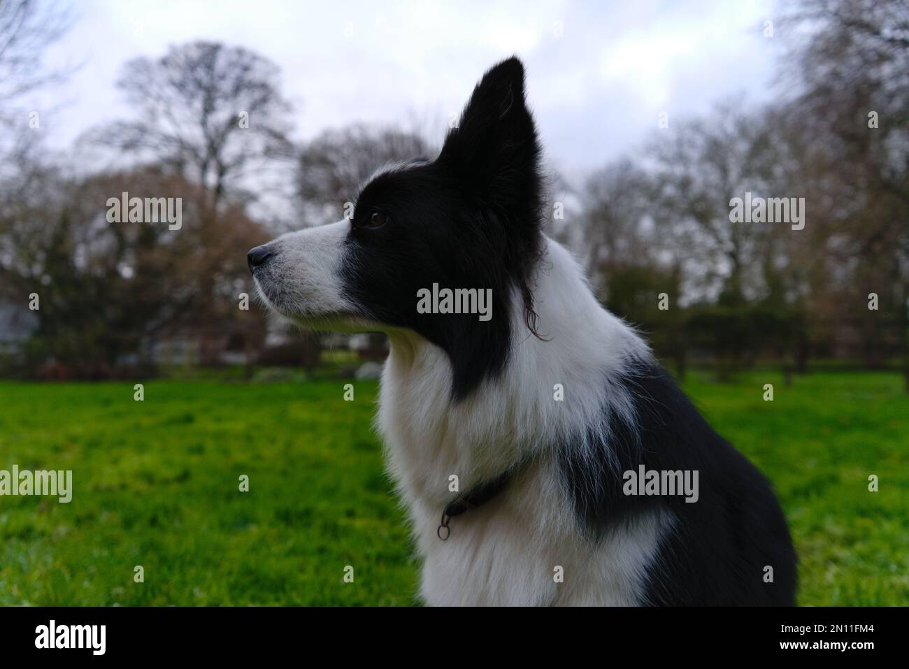 Border collie sitting with girl hi-res stock photography and images - Alamy