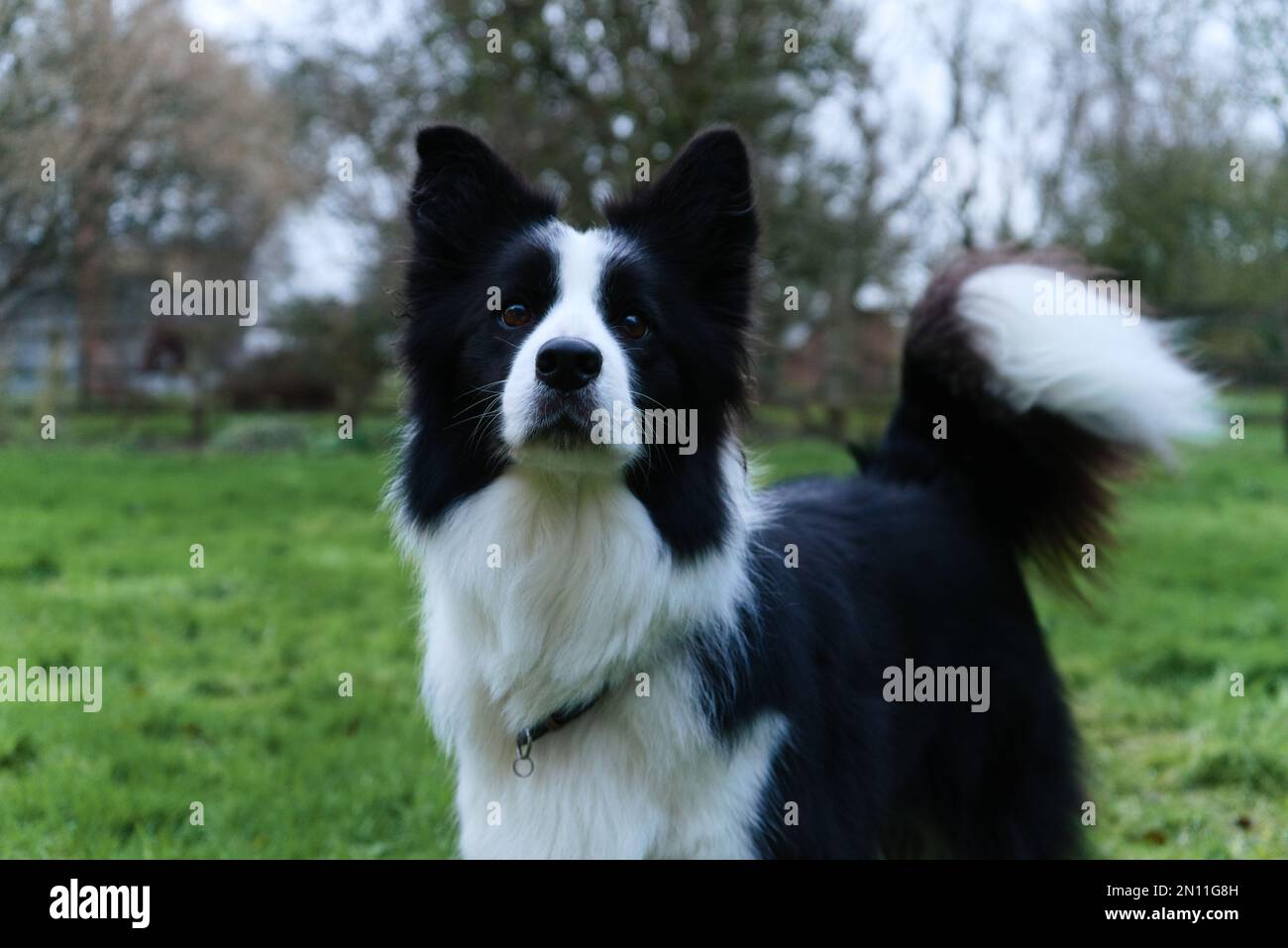 Border Collie sheep dog standing, looking straight ahead up at owner ...
