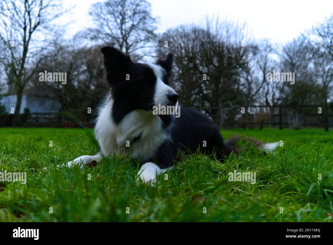 Border collie sheep dog lying hi-res stock photography and images - Alamy