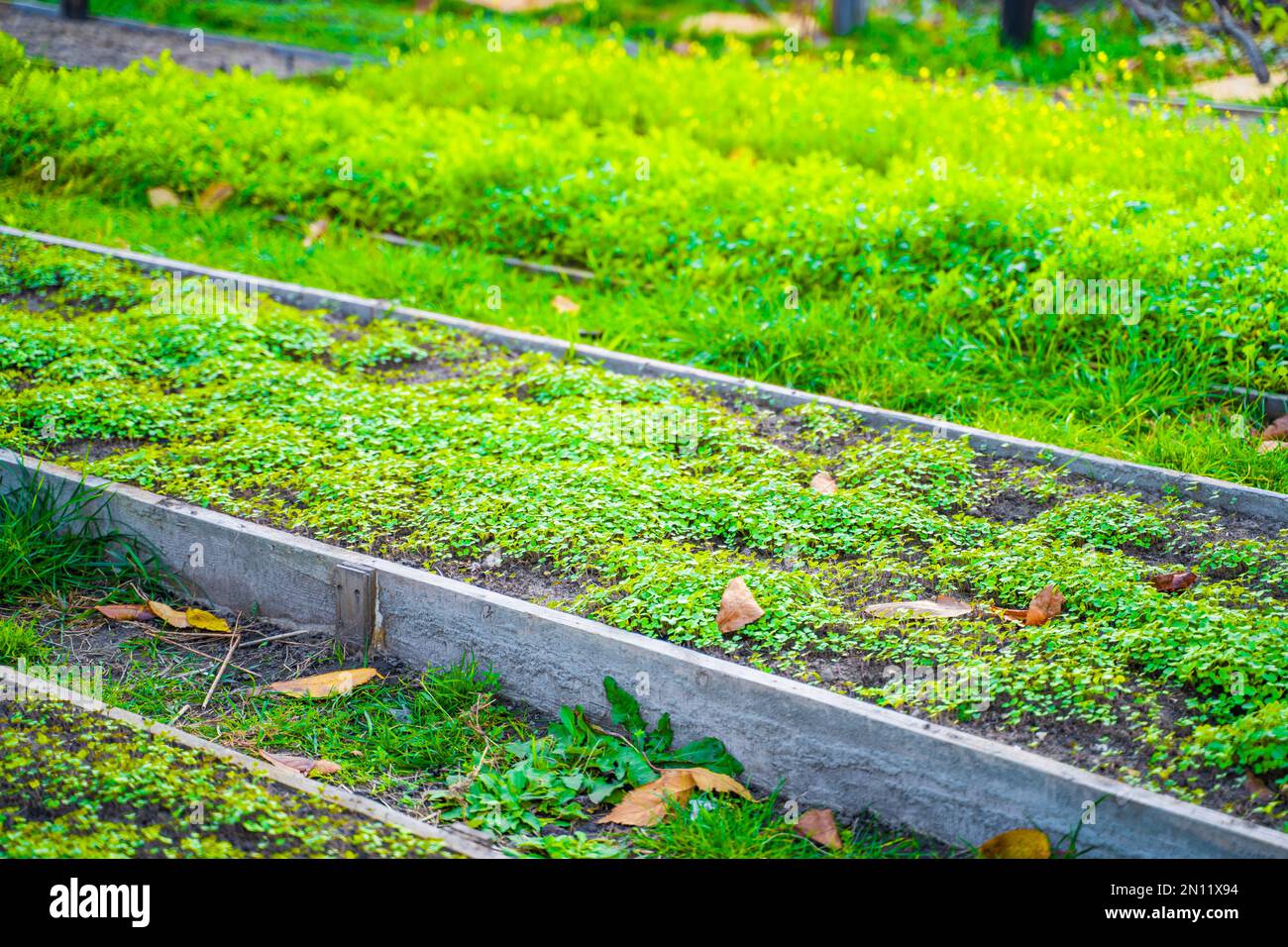 Garden bed with white mustard green manure planted. Well-groomed ...