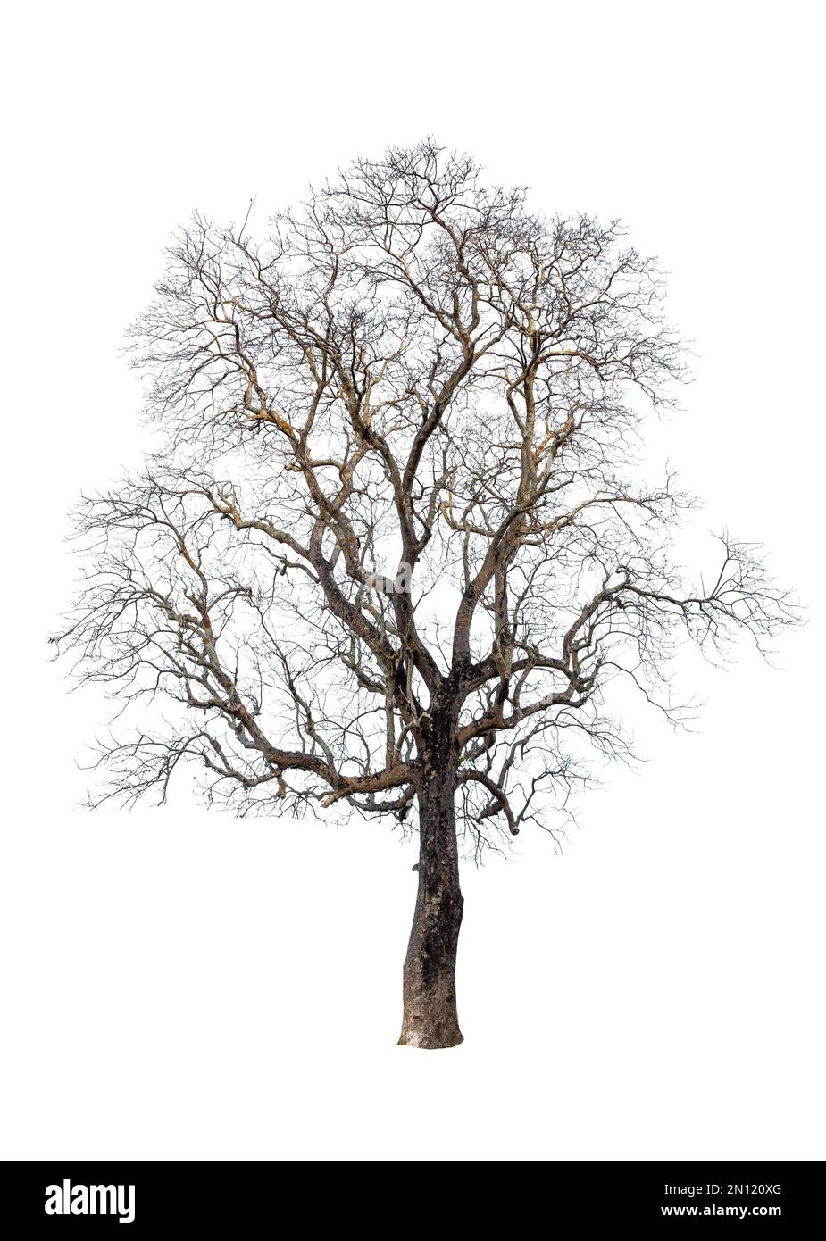 Single old and dead tree isolated Stock Photo - Alamy