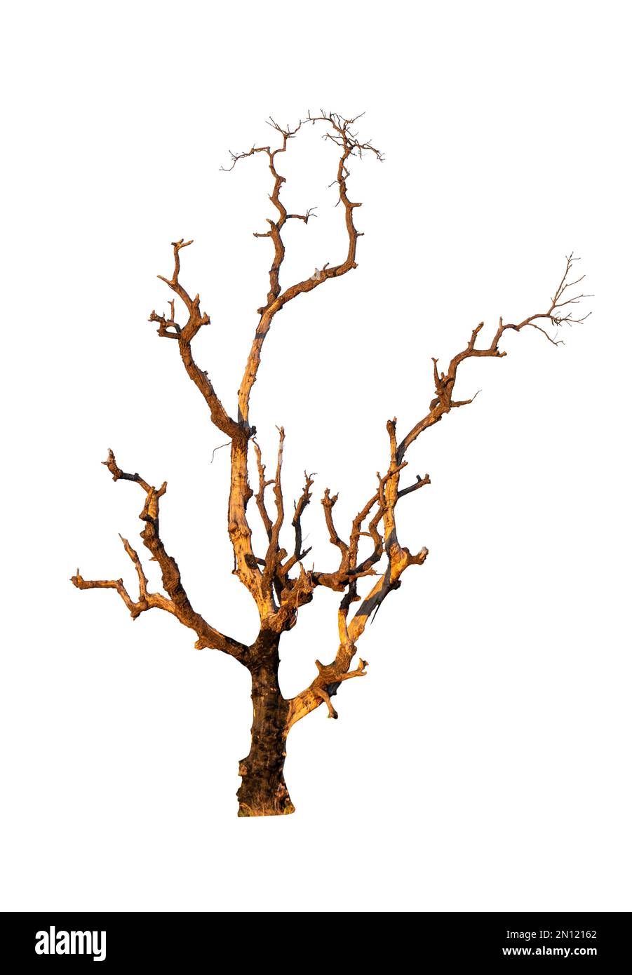 Dead tree Cut Out Stock Images & Pictures - Alamy