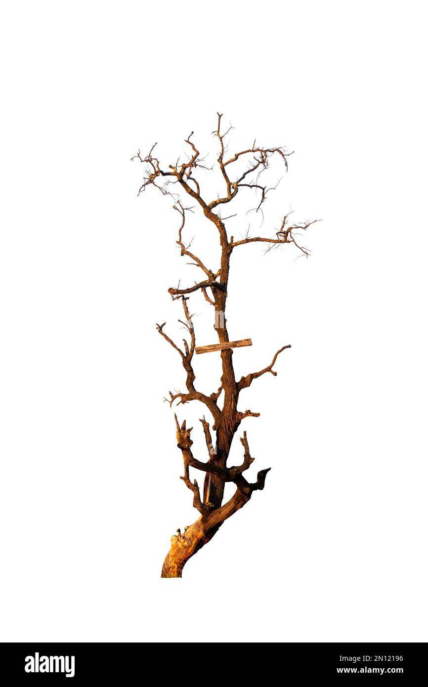 Single old and dead tree isolated Stock Photo - Alamy