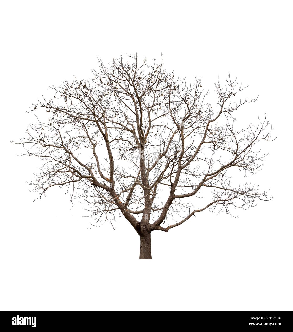 Single old and dead tree isolated Stock Photo - Alamy