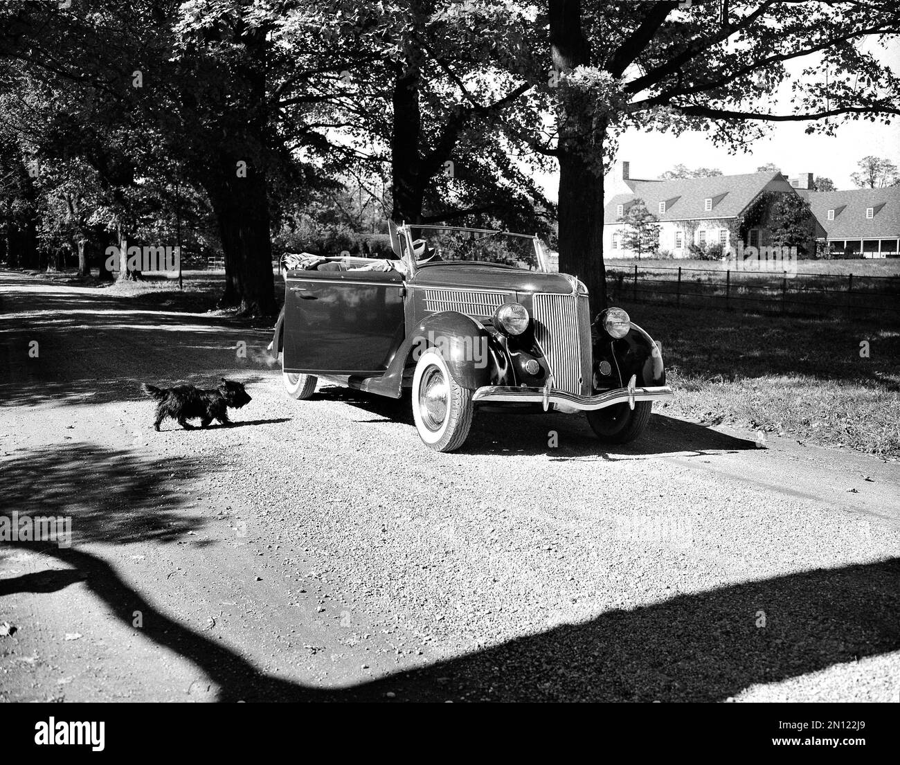 Fala, President Franklin D. Roosevelt's Scottish terrier, returns to ...