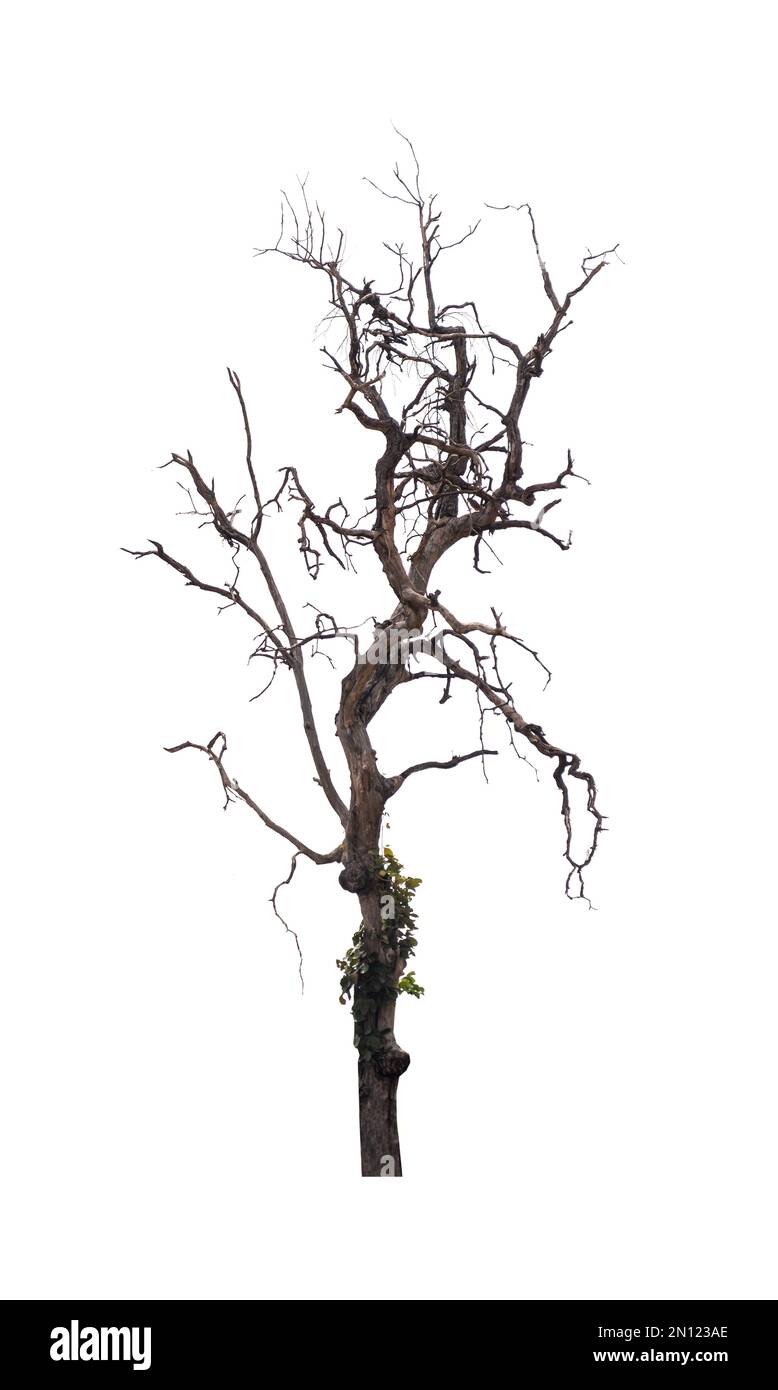 Single old and dead tree isolated Stock Photo - Alamy