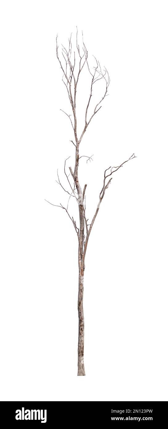 Single old and dead tree isolated Stock Photo - Alamy