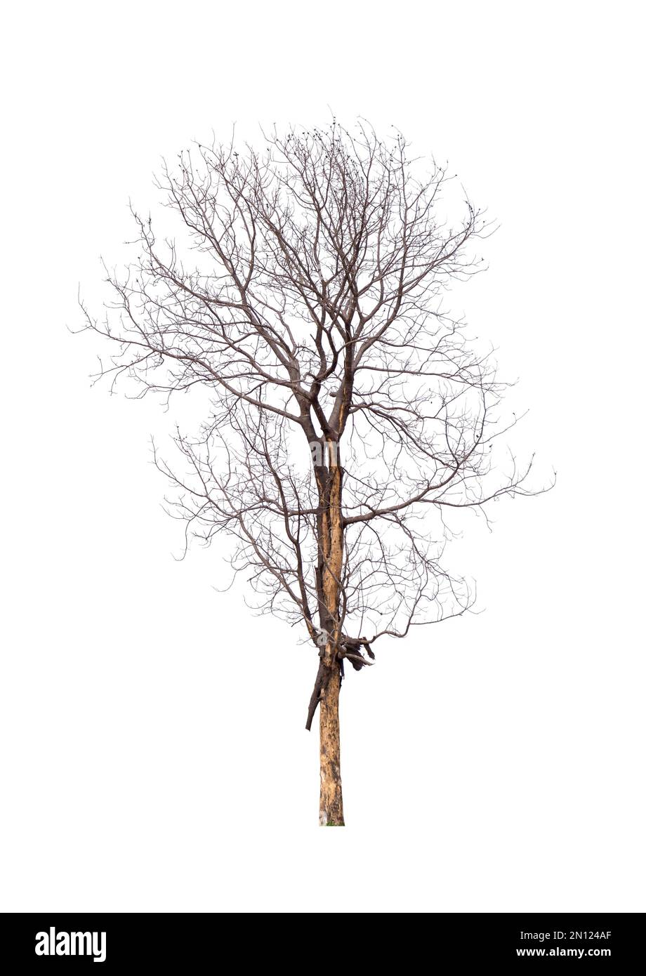 Old dead tree Cut Out Stock Images & Pictures - Alamy