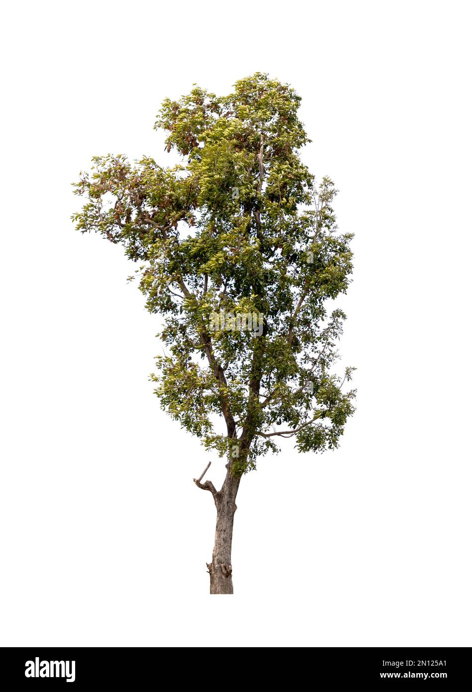 Single oak tree field Cut Out Stock Images & Pictures - Alamy