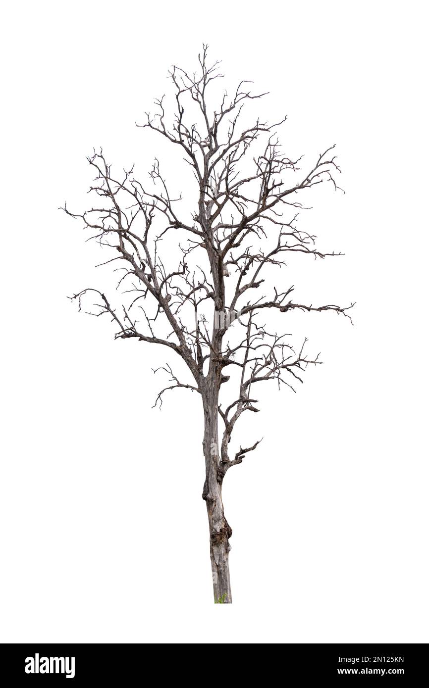 Single old and dead tree isolated Stock Photo - Alamy