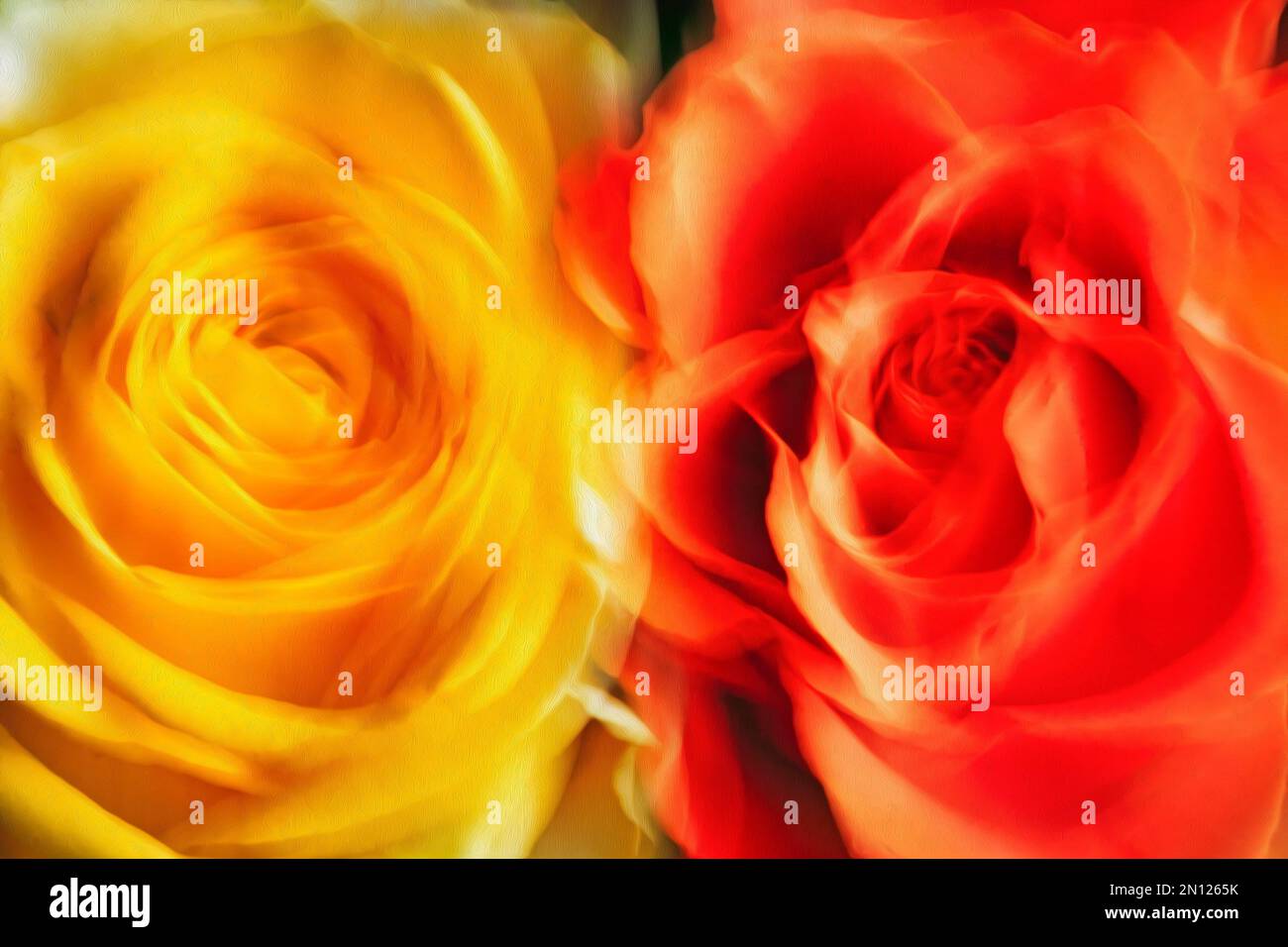 Two different coloured roses, yellow and red, close-up, wipe effect ...