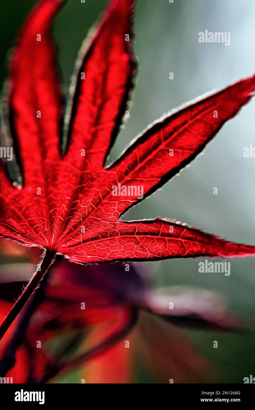 Red maple leaf, smooth japanese maple (Acer palmatum), backlight ...