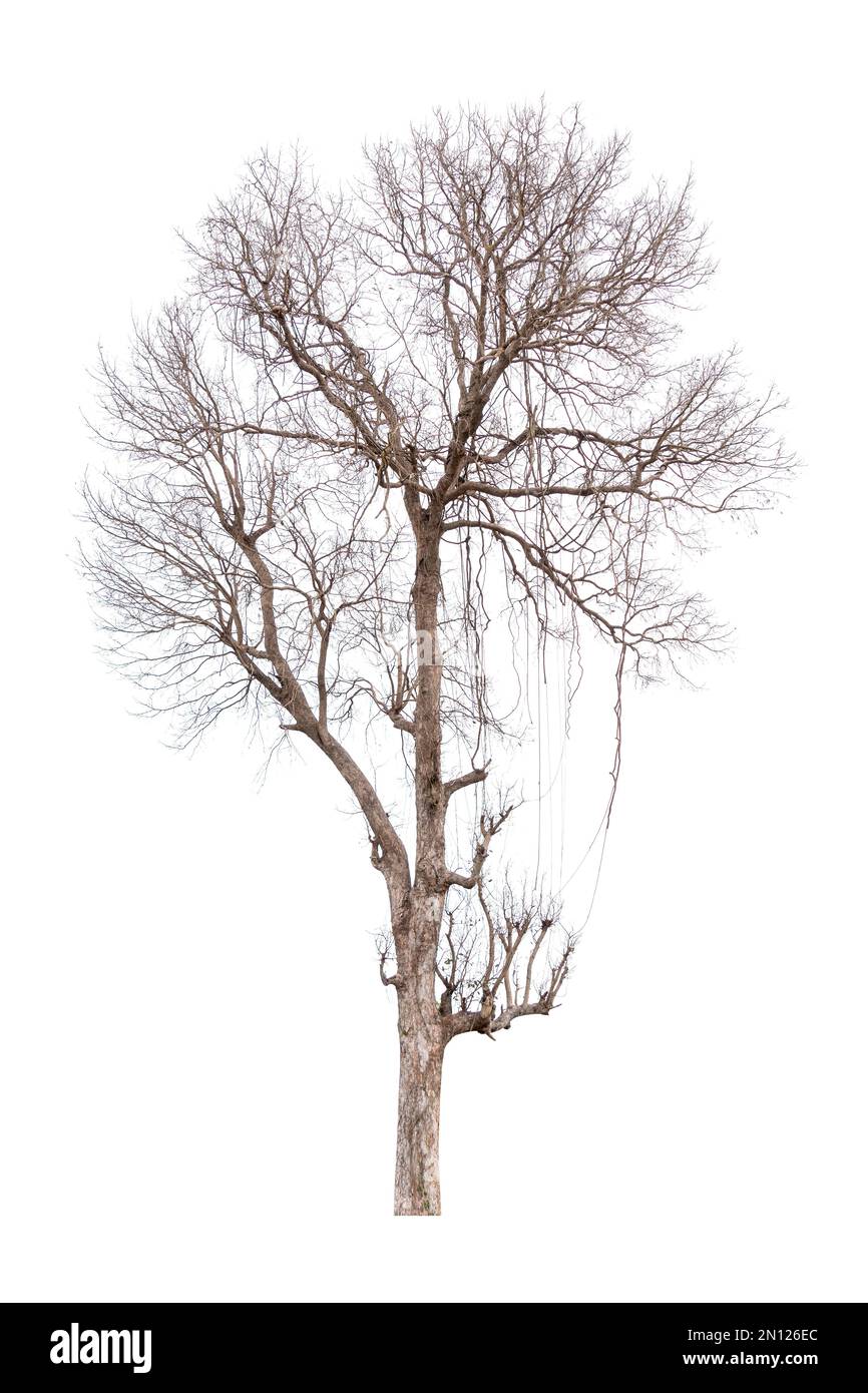 Single old and dead tree isolated Stock Photo - Alamy