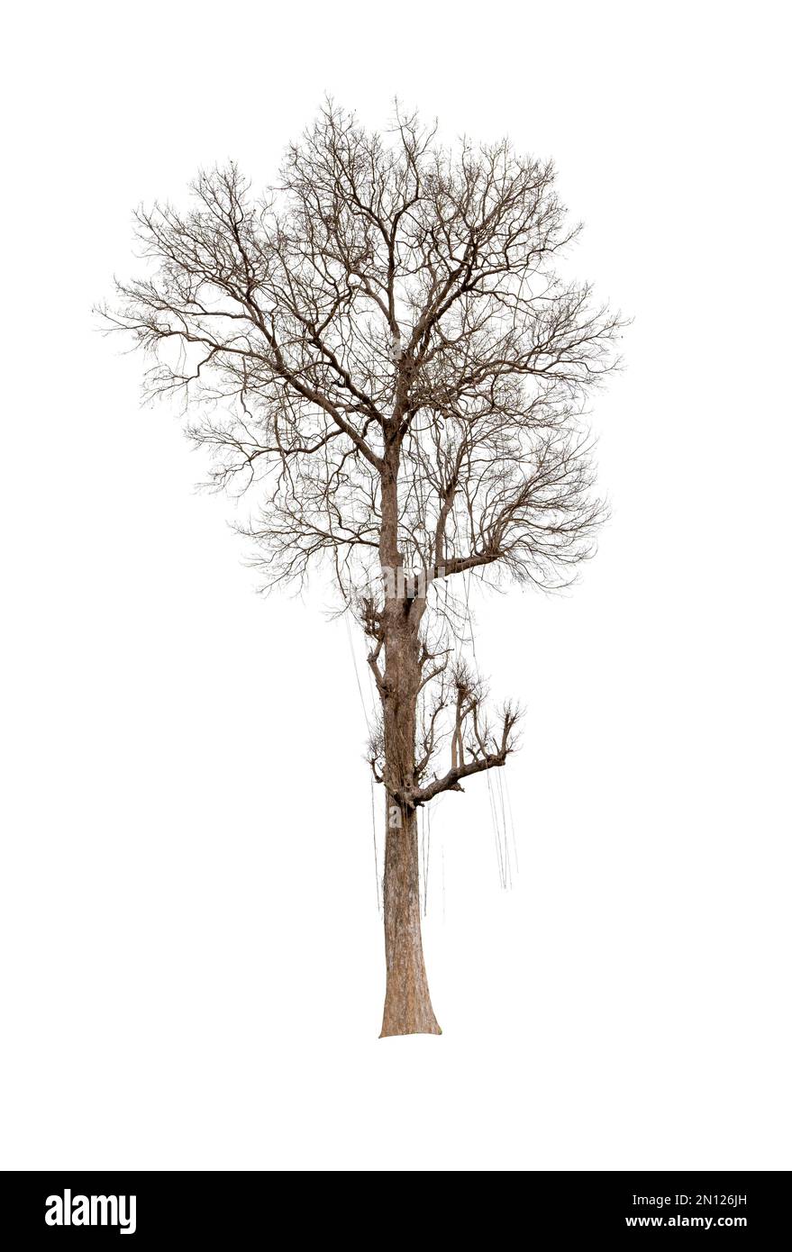 Single old and dead tree isolated Stock Photo - Alamy