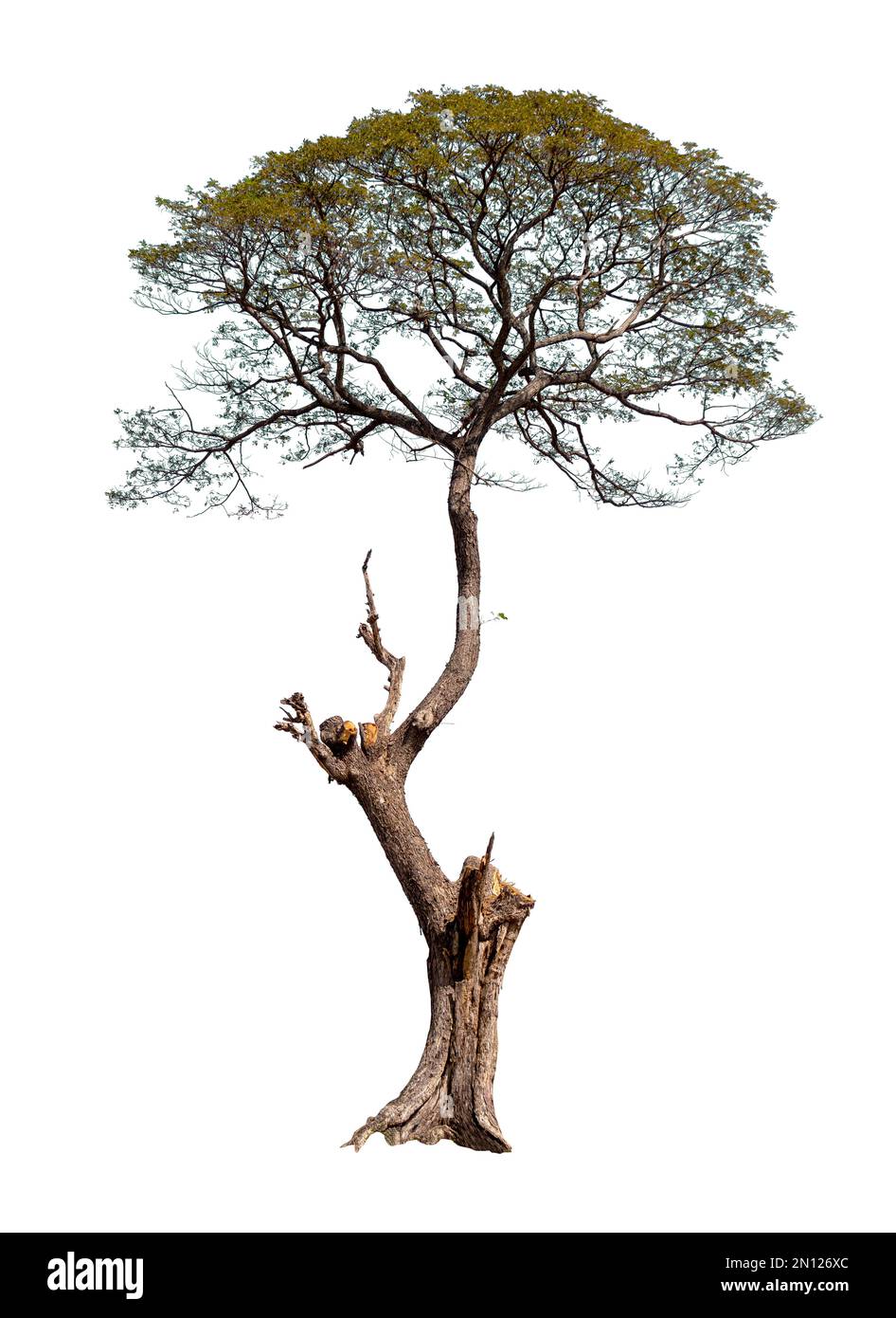 Single oak tree field Cut Out Stock Images & Pictures - Alamy