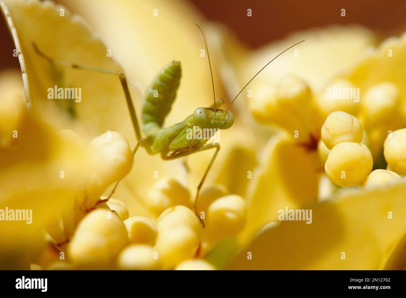 African bush mantis (Sphodromantis viridis) green in a flower Stock ...