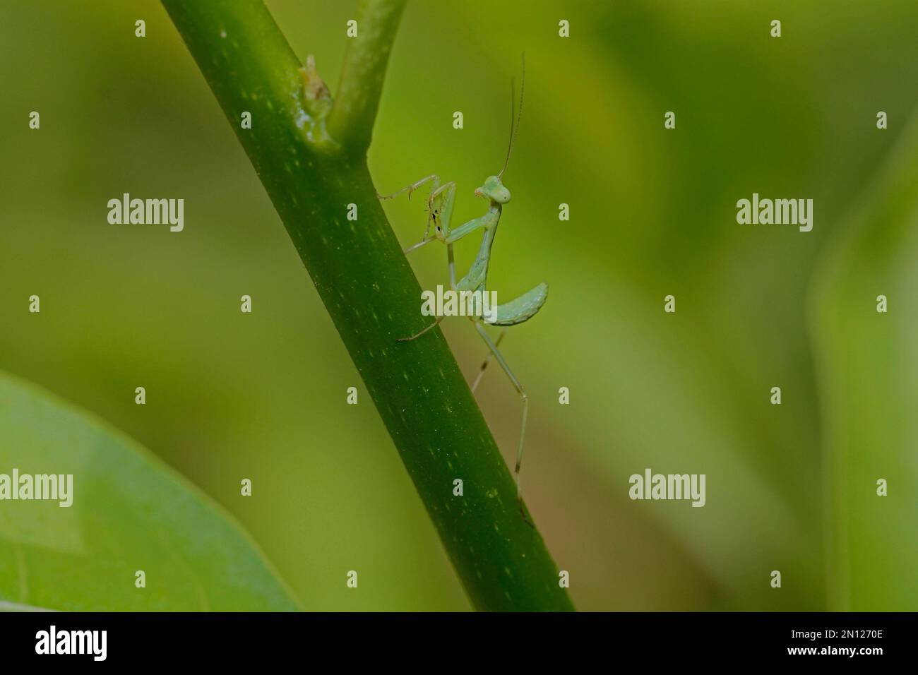 Bush mantis (Sphodromantis viridis) green, on the stem of a plant Stock ...
