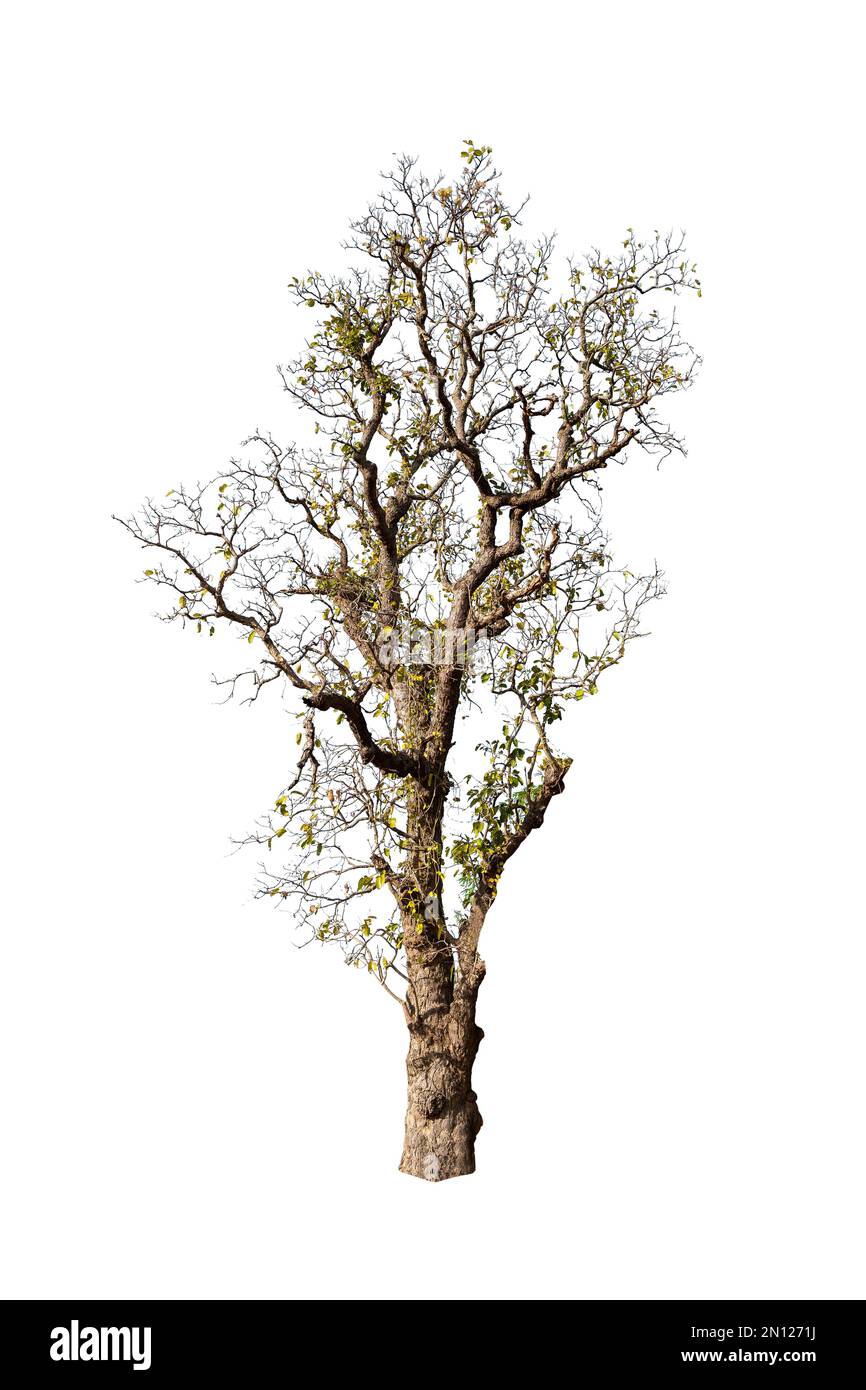 Old dead tree Cut Out Stock Images & Pictures - Alamy