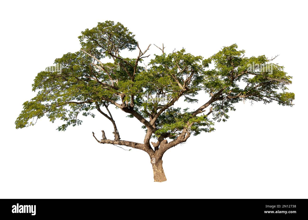 Lone single one oak tree Cut Out Stock Images & Pictures - Alamy
