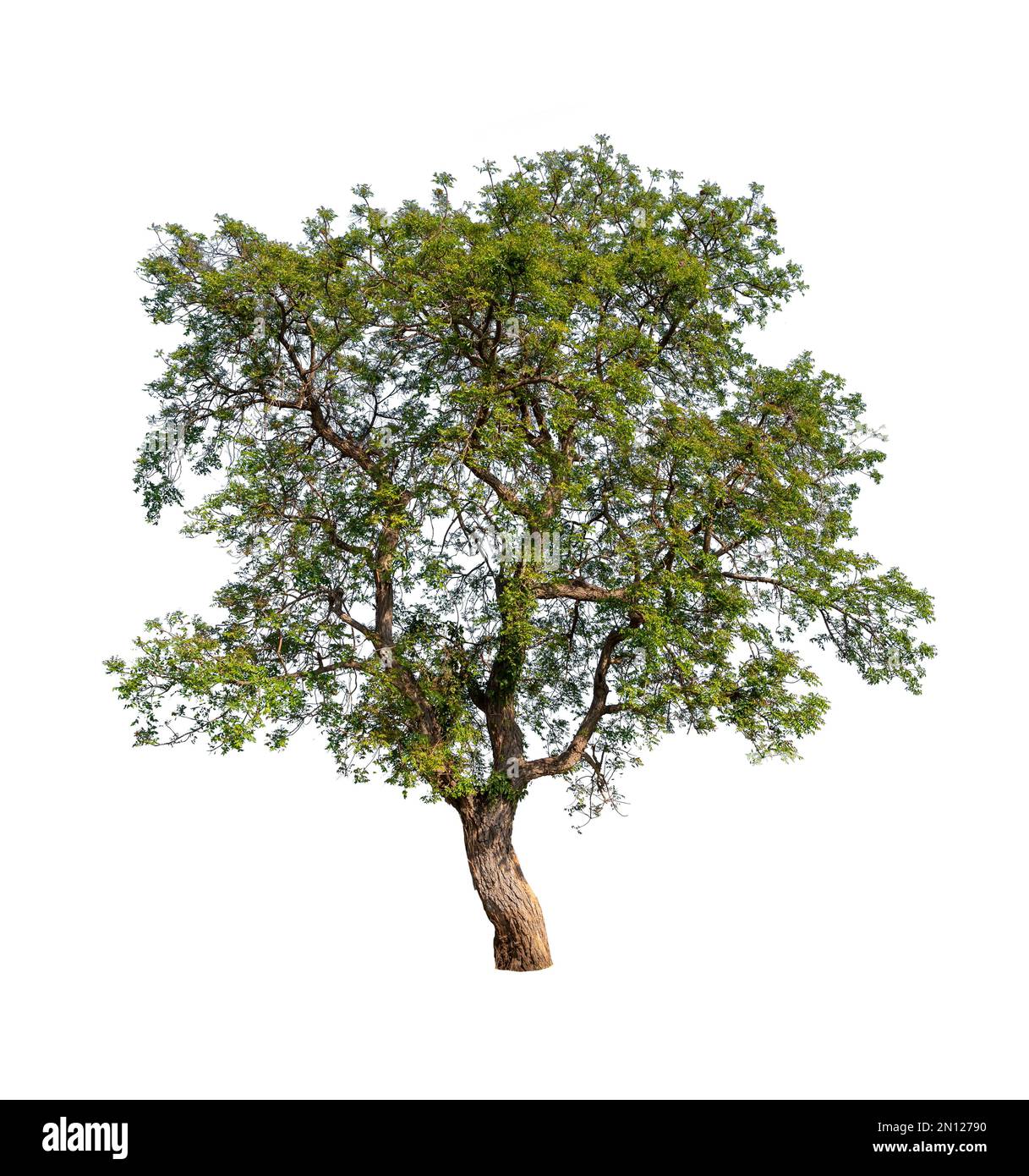 Forest greenery Cut Out Stock Images & Pictures - Alamy